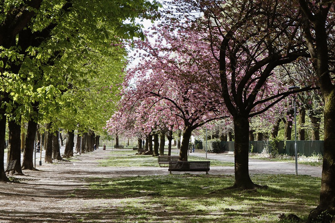 Novara - A segunda maior cidade da região do Piemonte, Itália. - Flora ...
